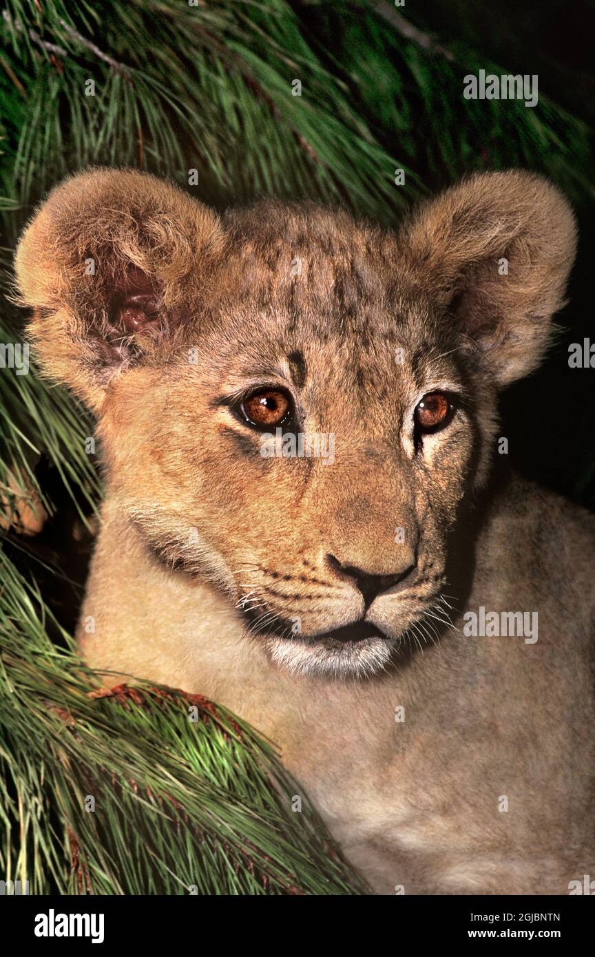 USA, California, Wildlife Waystation. Portrait of an African lion cub ...