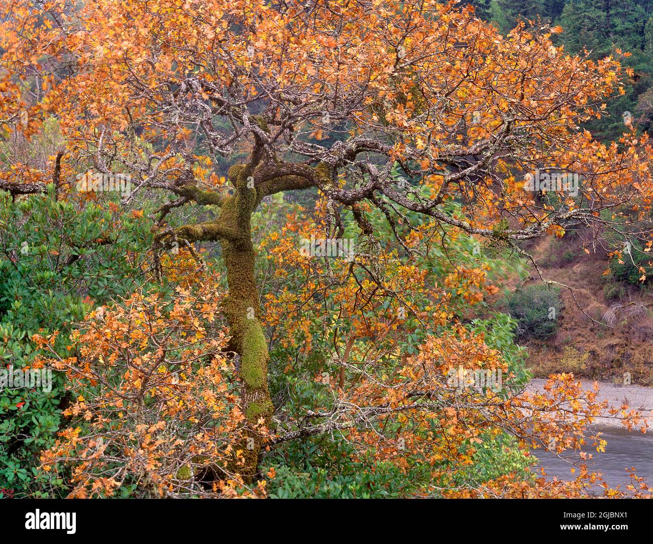 USA, California, Garberville. Moss on oak tree in fall color Stock ...