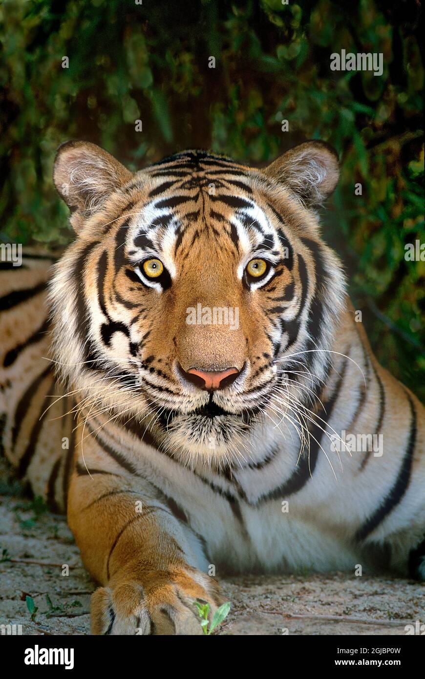 USA, California, Wildlife Waystation. Endangered adult Siberian tiger ...