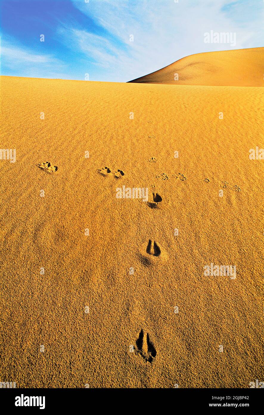 USA, California, Death Valley National Park. Animal tracks in sand ...