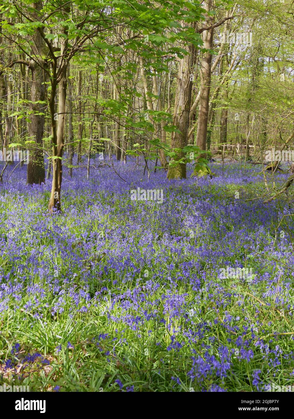 Native English bluebells spring woodland flower in beech tree woods ...