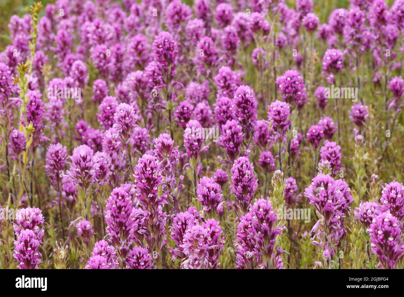 California. Magenta Owl's Clover blooms in a meadow, Carrizo Plain ...