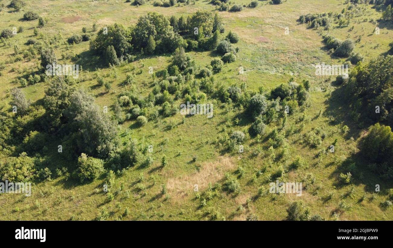 Young developing forest, aerial view. Small grove Stock Photo - Alamy