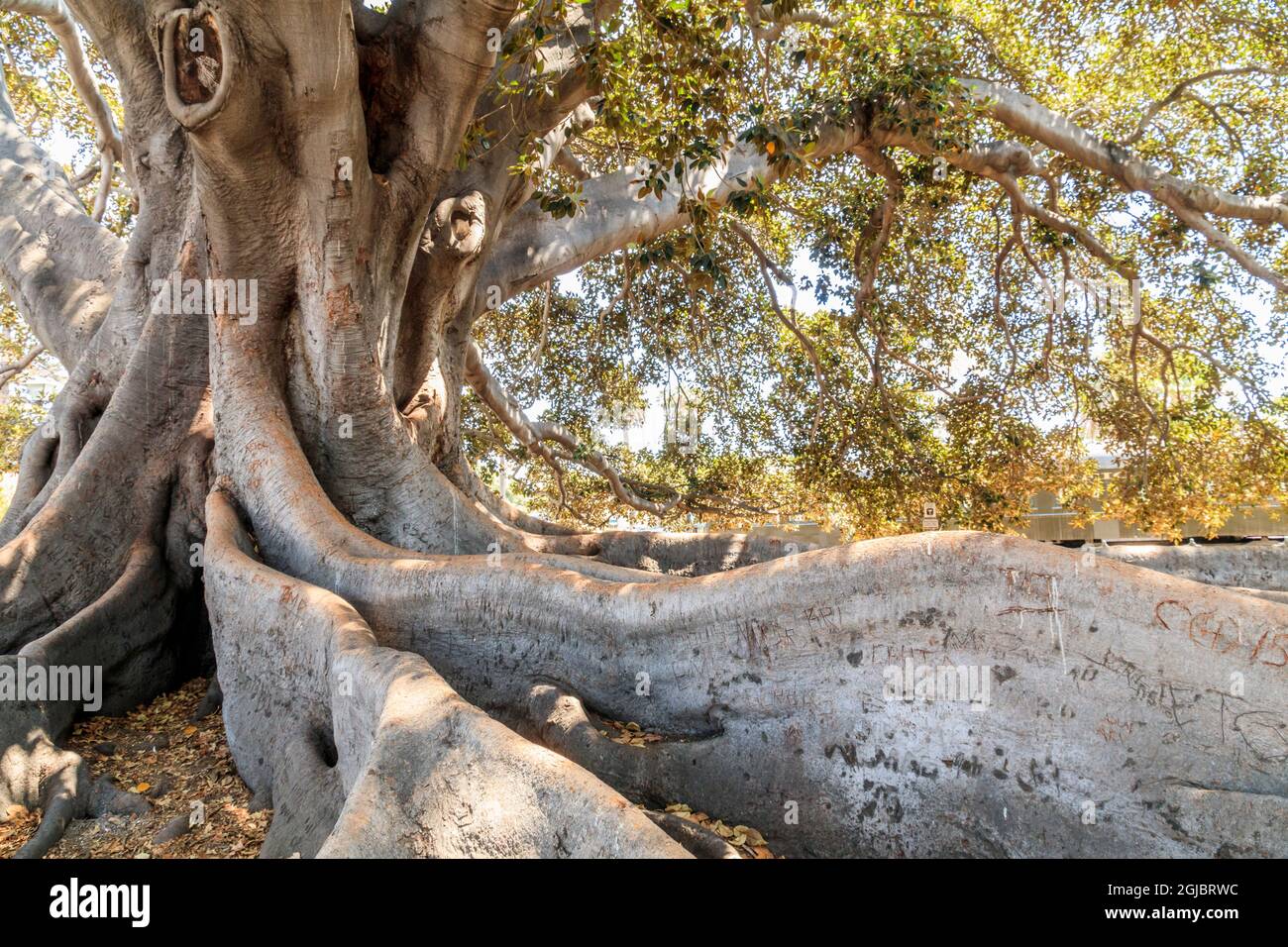 USA, California, Santa Barbara. Moreton Bay fig tree (Ficus Macrophylla ...