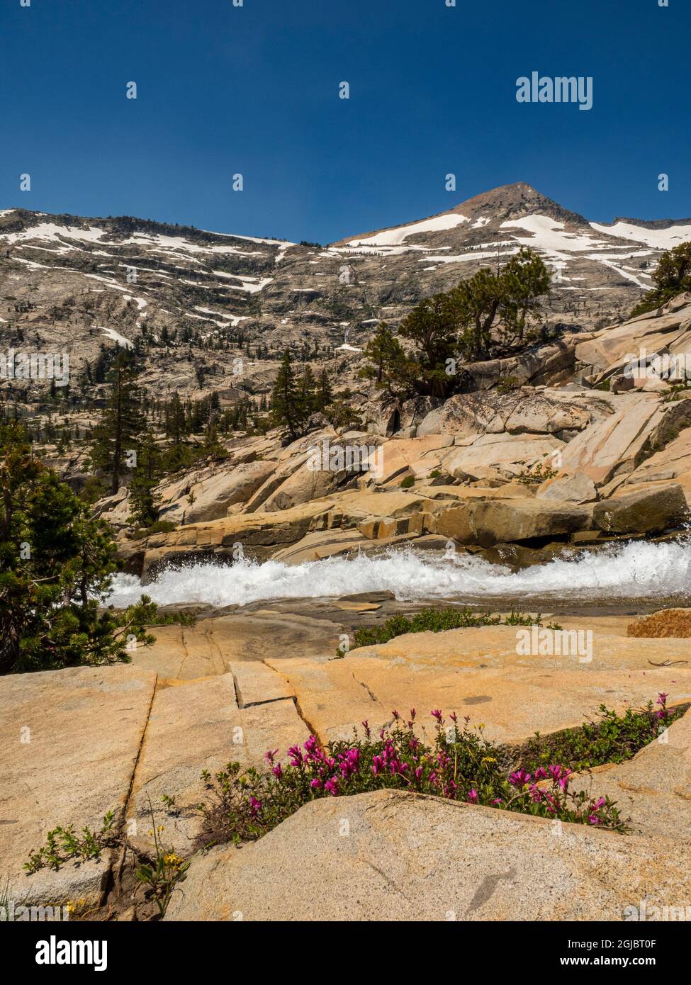 Mountain pride wildflowers, creek and Pyramid Peak, Desolation ...