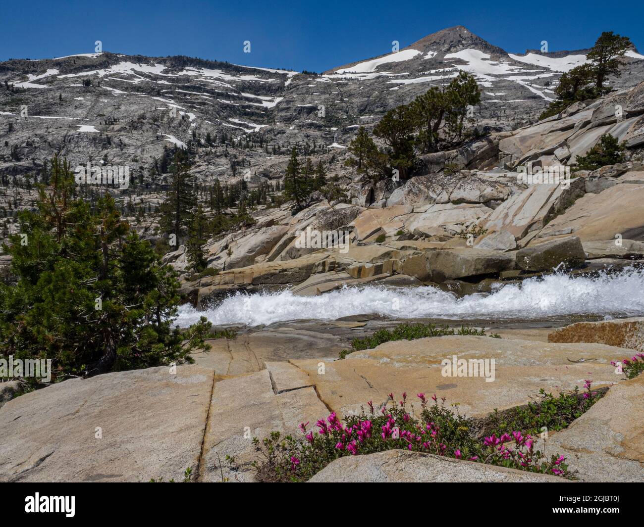 Mountain pride wildflowers, creek and Pyramid Peak, Desolation ...