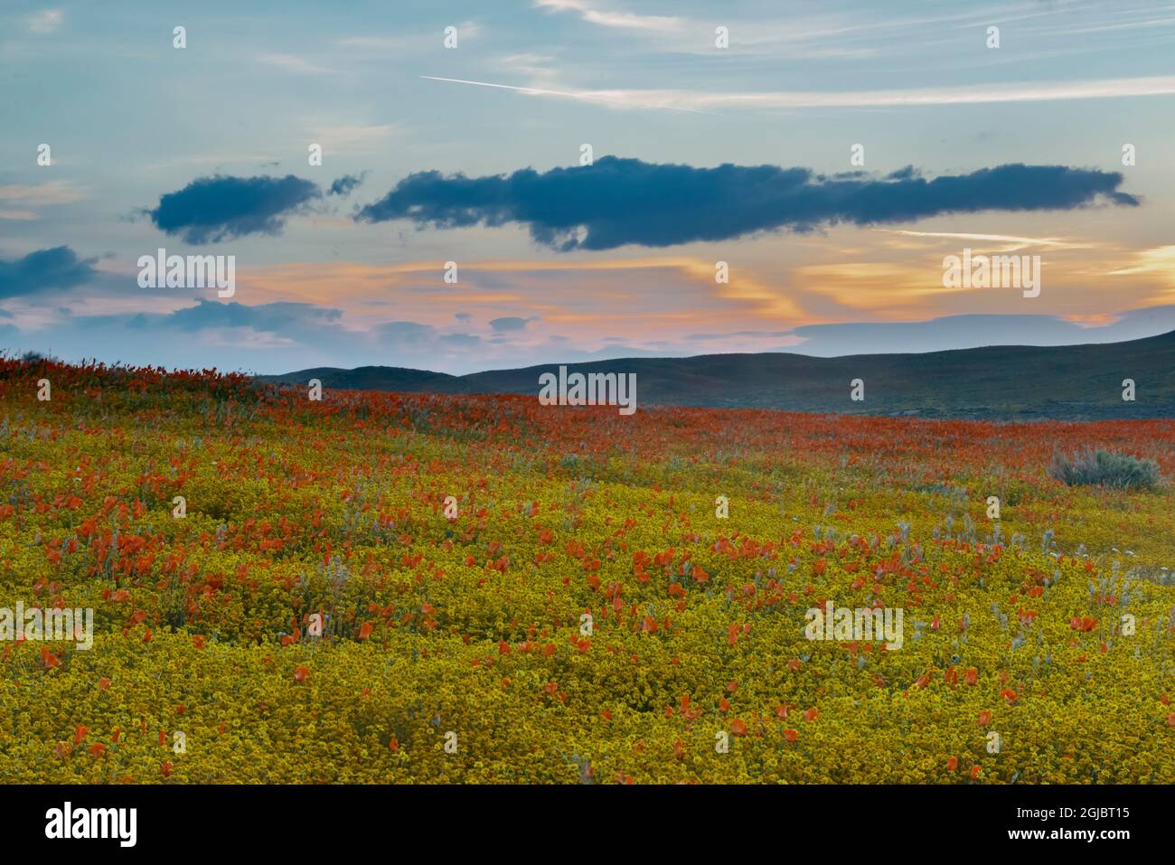 Gold Field and California poppy wildflower outside of Antelope Valley ...
