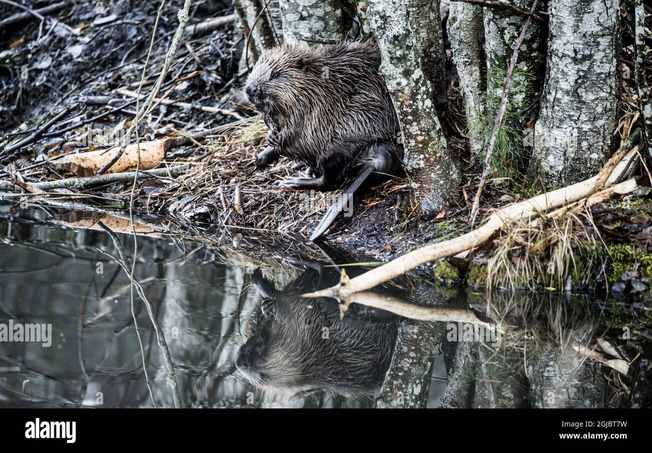 Beaver, Castoridae water, tree bransch, animals rodents Foto: Lars ...