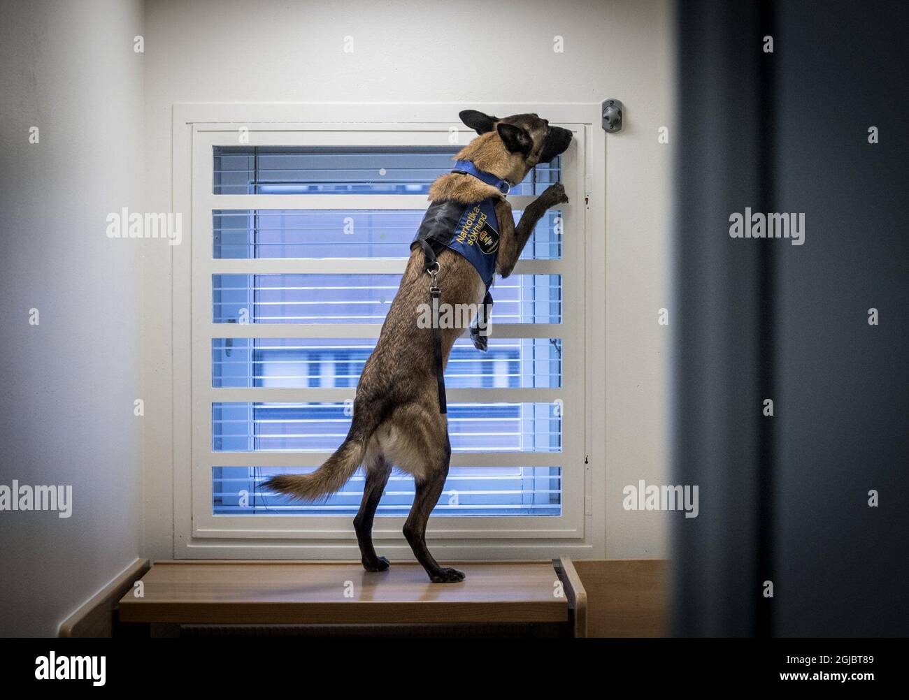 A sniffer dog is searching for drugs in a detention facility. cell ...