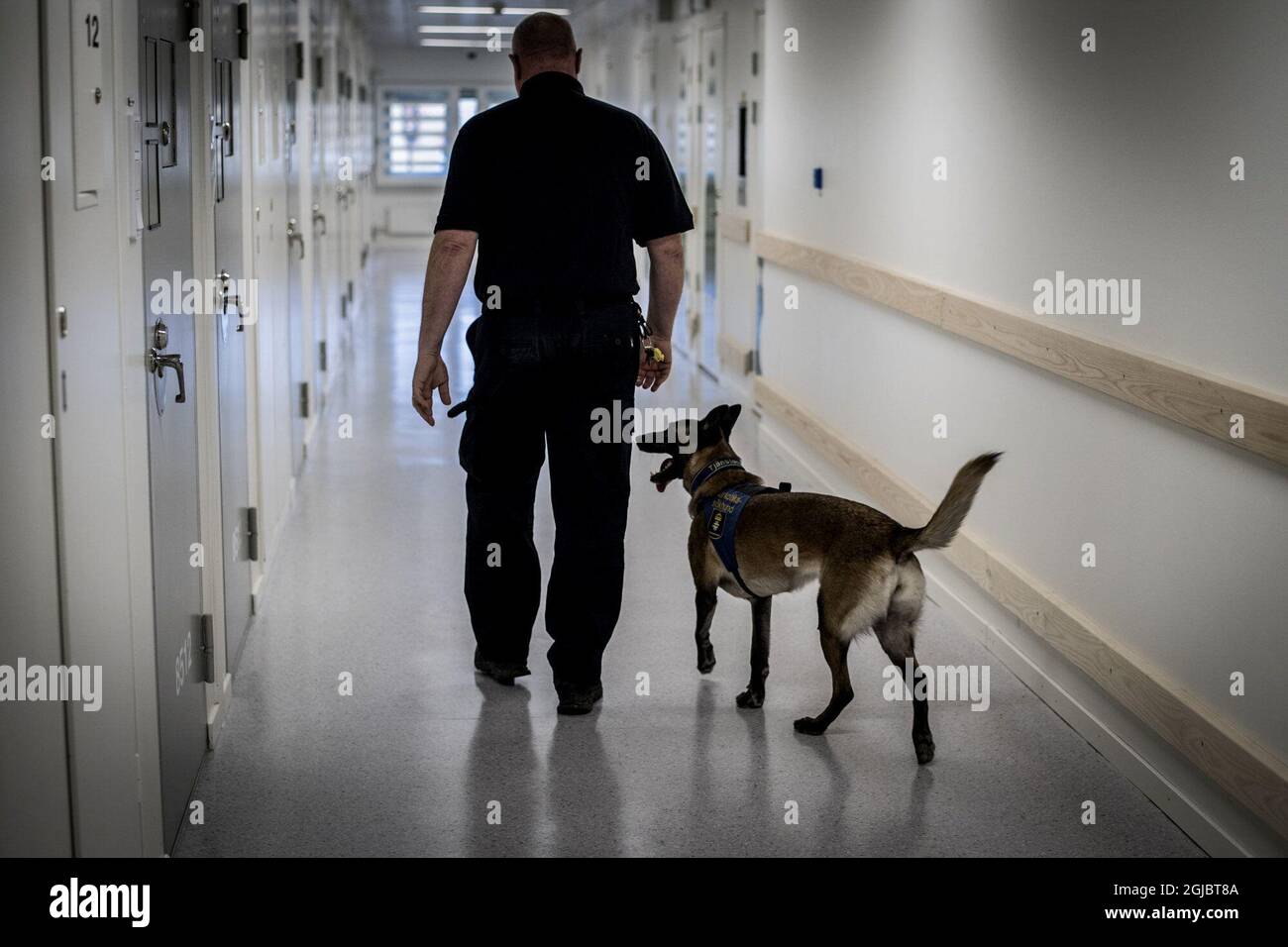 A sniffer dog and it's handler are searching for drugs in a detention ...
