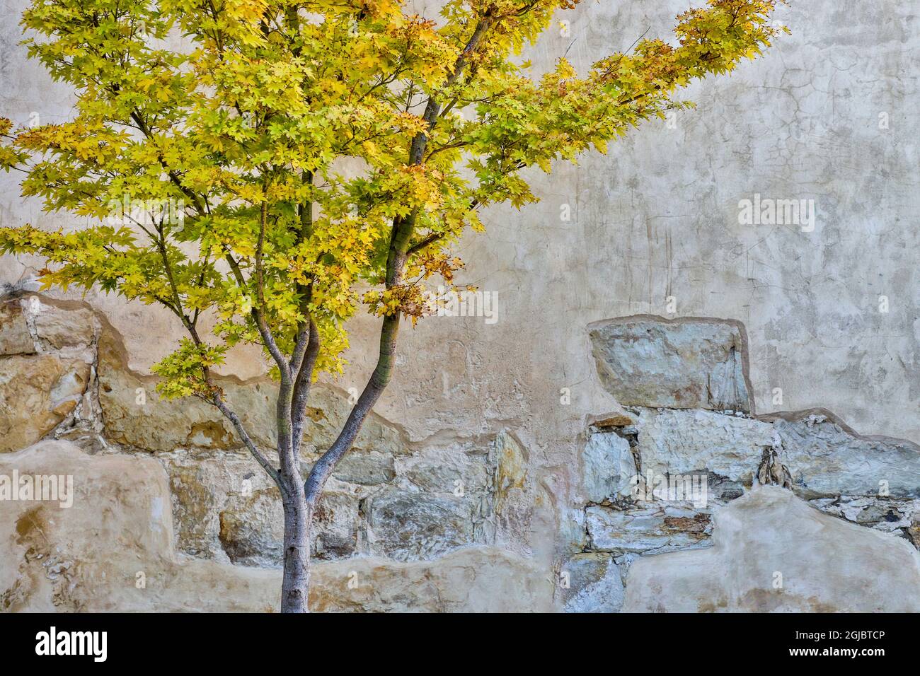 United States, California, Carmel, Basilica of San Carlos Borromeo del ...
