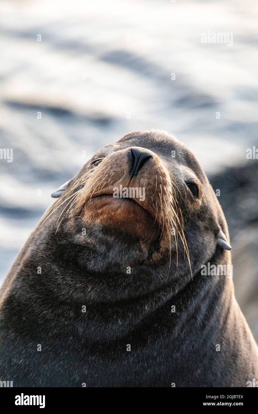 United States, California, Monterey, Beachwater Cove Beach and Marina ...