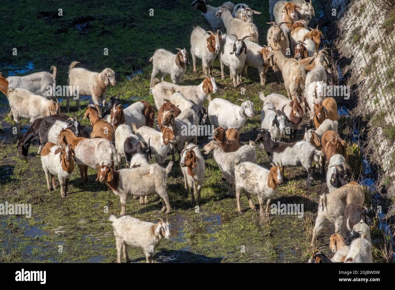 California goats eating grass hi-res stock photography and images - Alamy