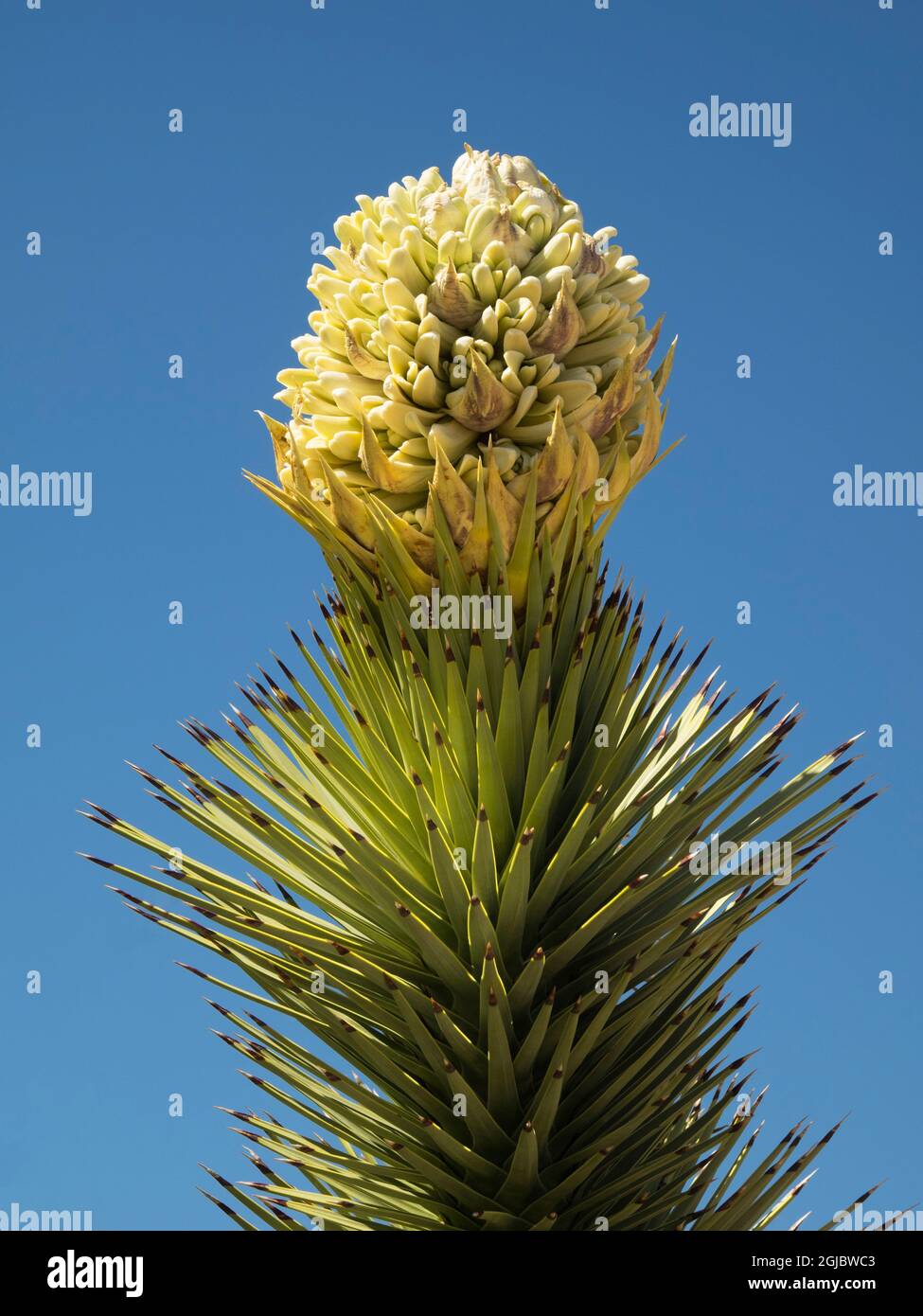 Joshua tree flower hi-res stock photography and images - Alamy