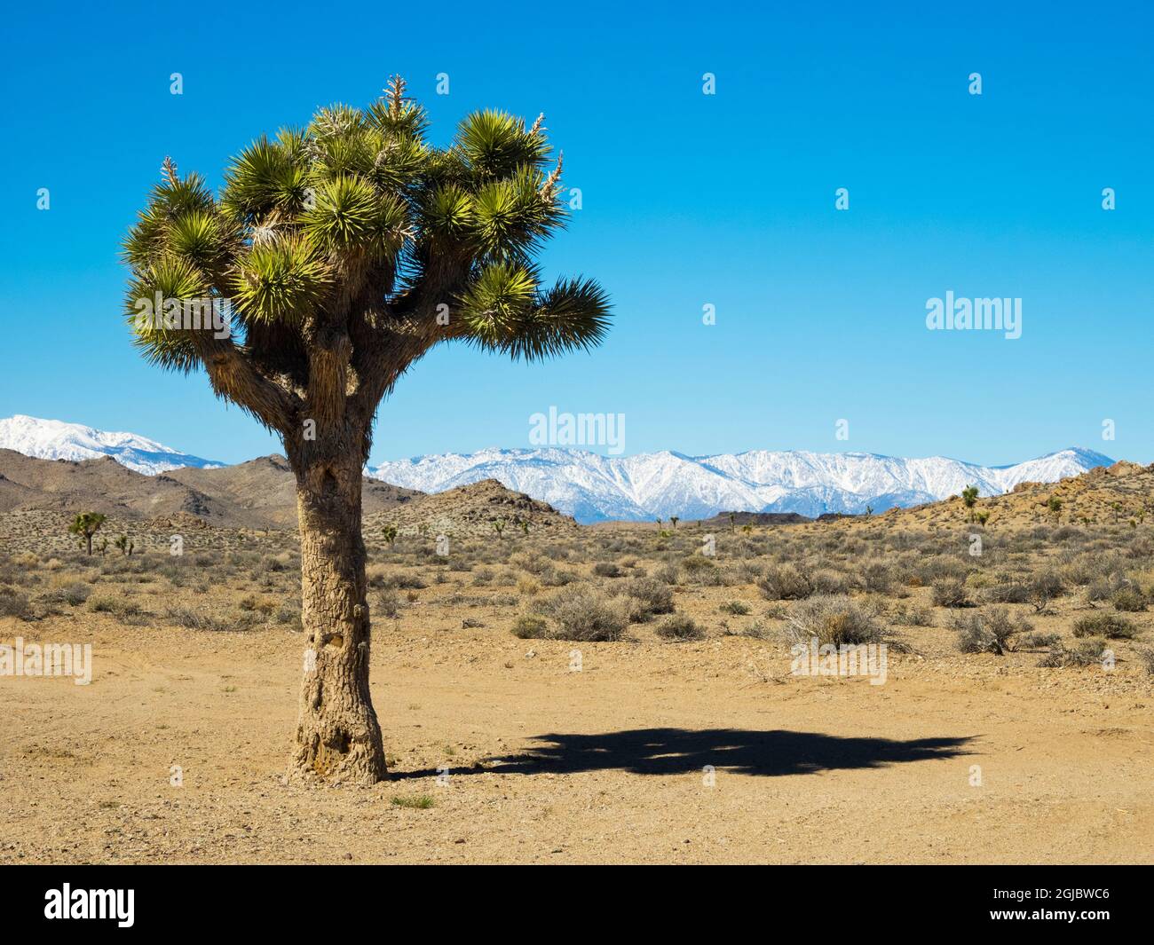 USA, California. Joshua Tree, with Sierra Nevada Range Stock Photo - Alamy