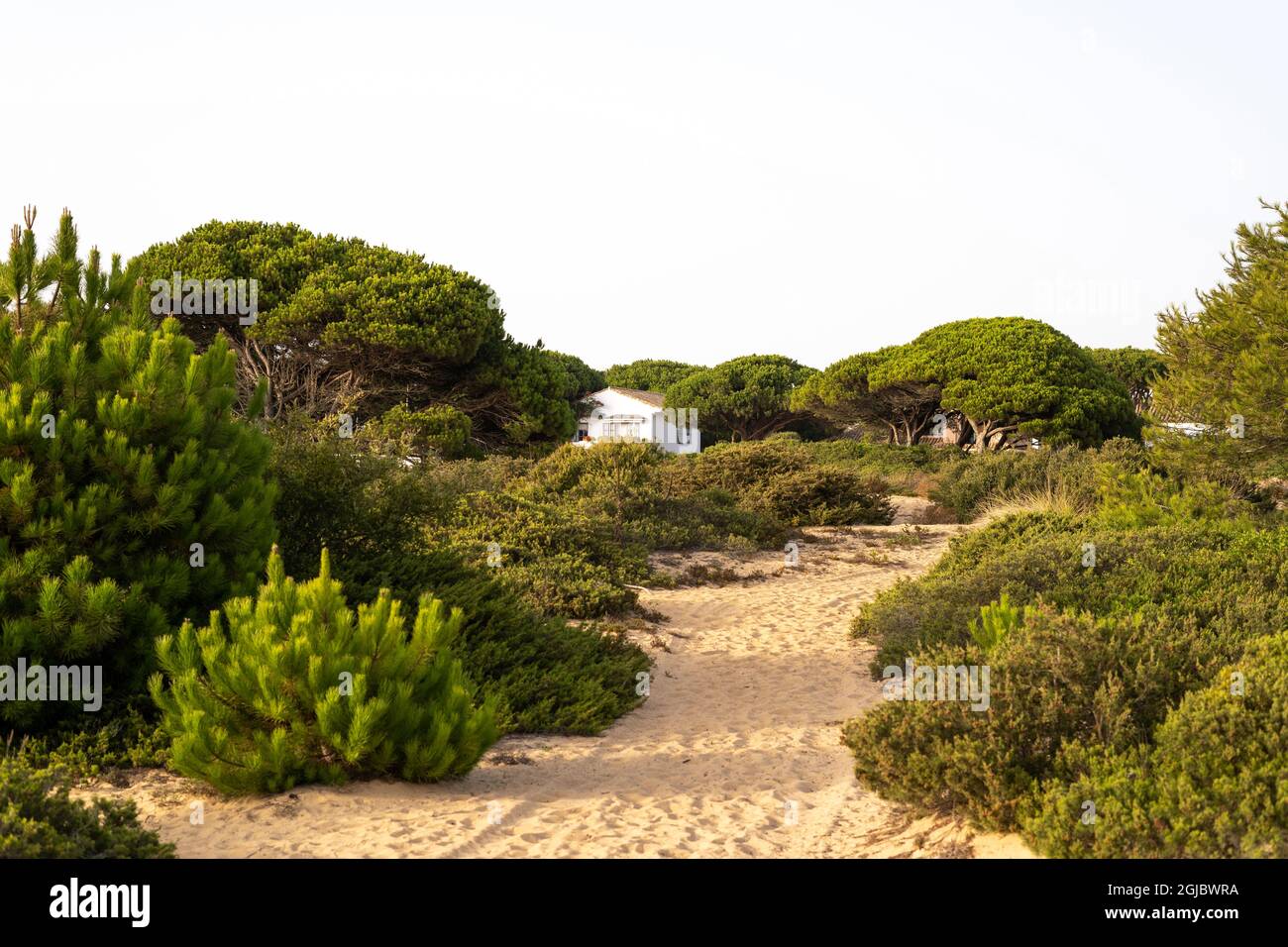 Landscape with trees and sand Stock Photo - Alamy