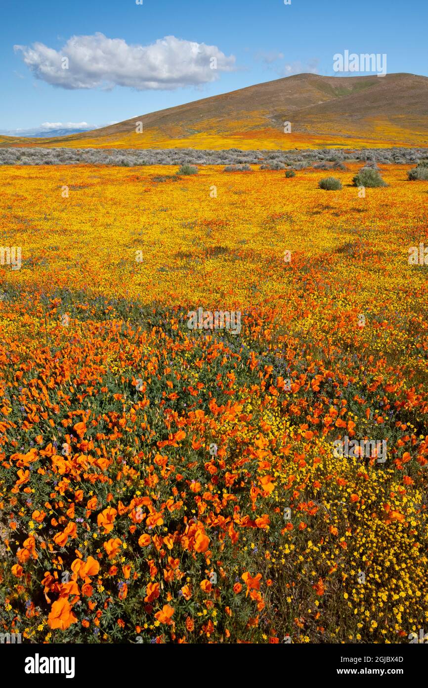 USA, California. Fields of California Poppy, Goldfields with clouds ...