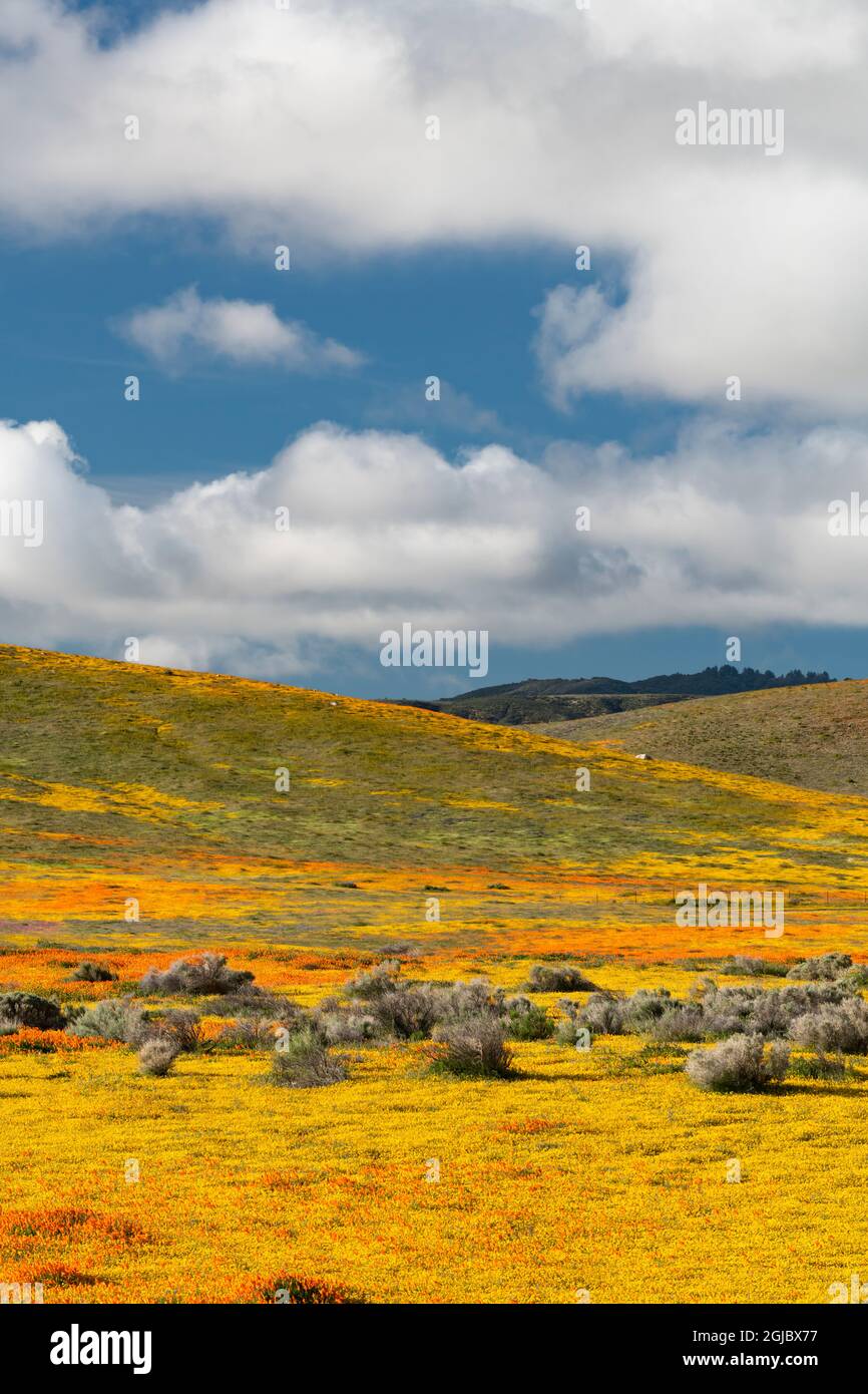 USA, California. Fields of California Poppy, Goldfields with clouds ...