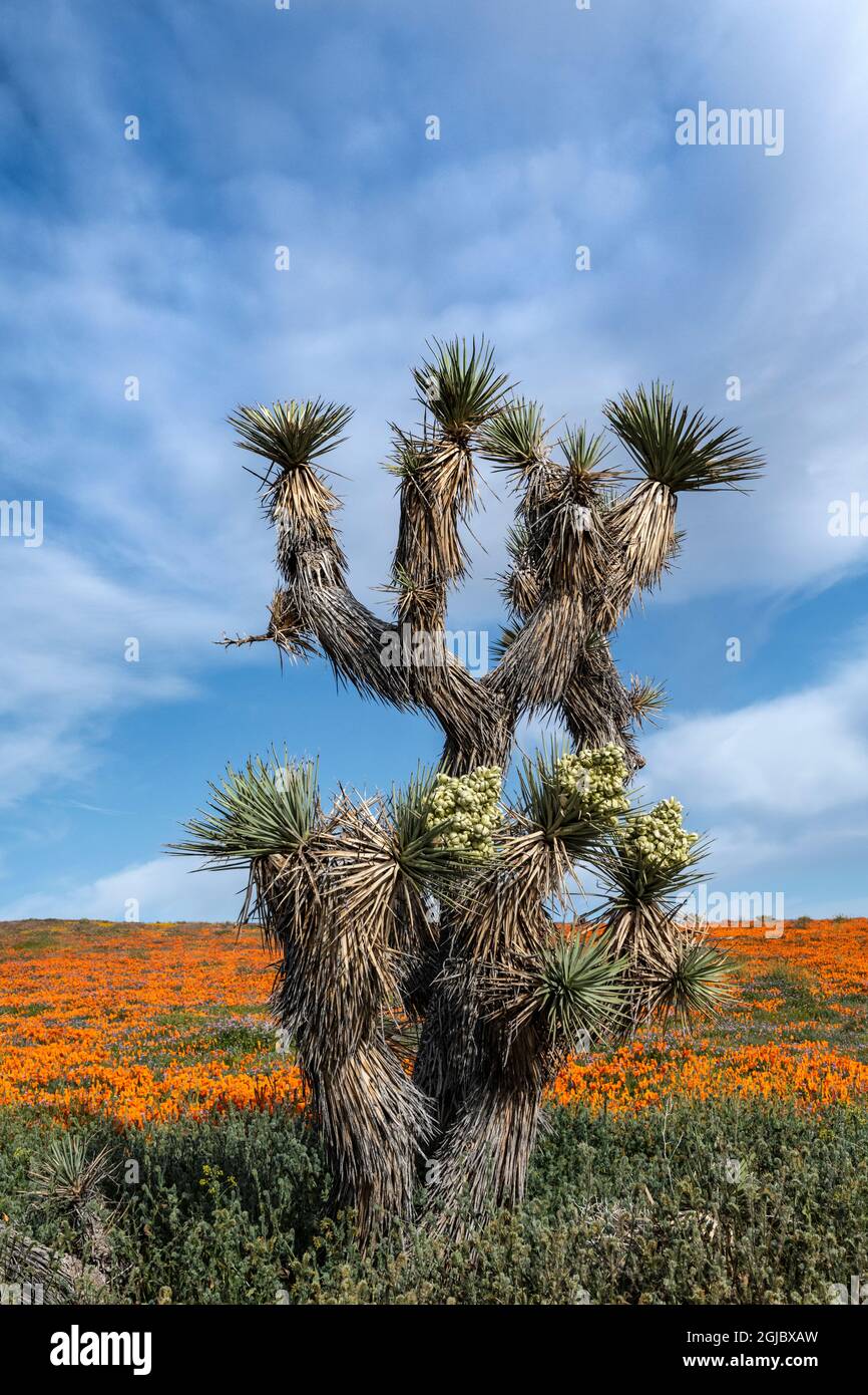 USA, California. Joshua tree in field of California Poppy near Antelope ...