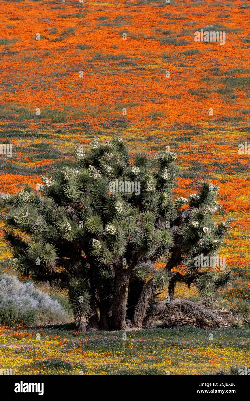 USA, California. Joshua tree in field of poppies near Antelope Valley ...