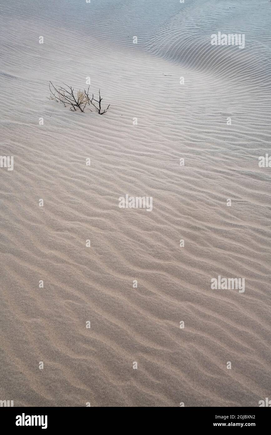 USA, California. Sand dune, Cadiz Wilderness Area, Mojave Trails ...