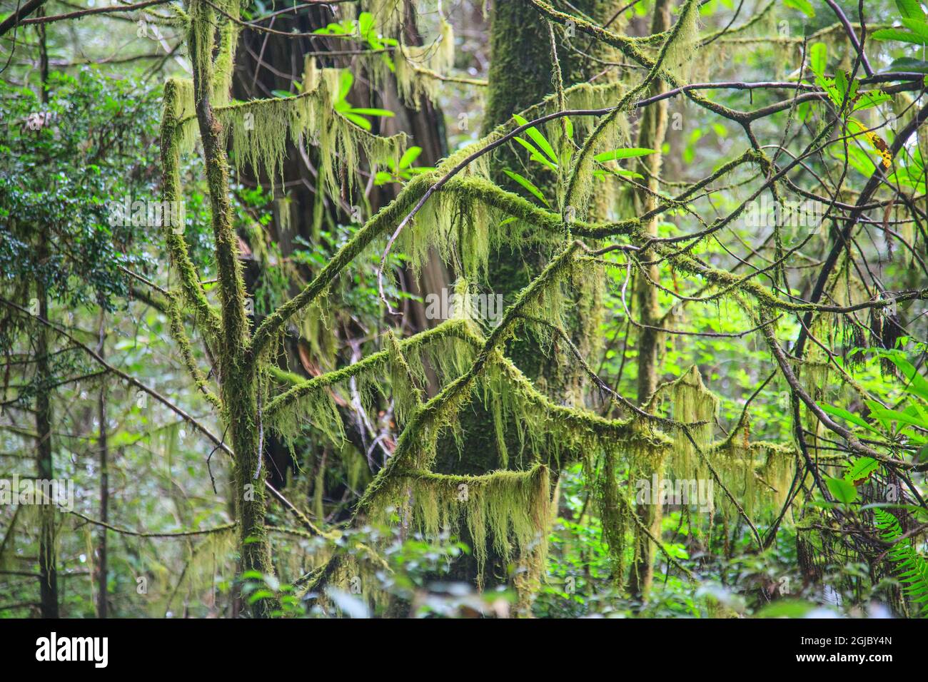 California's redwood national park hi-res stock photography and images ...