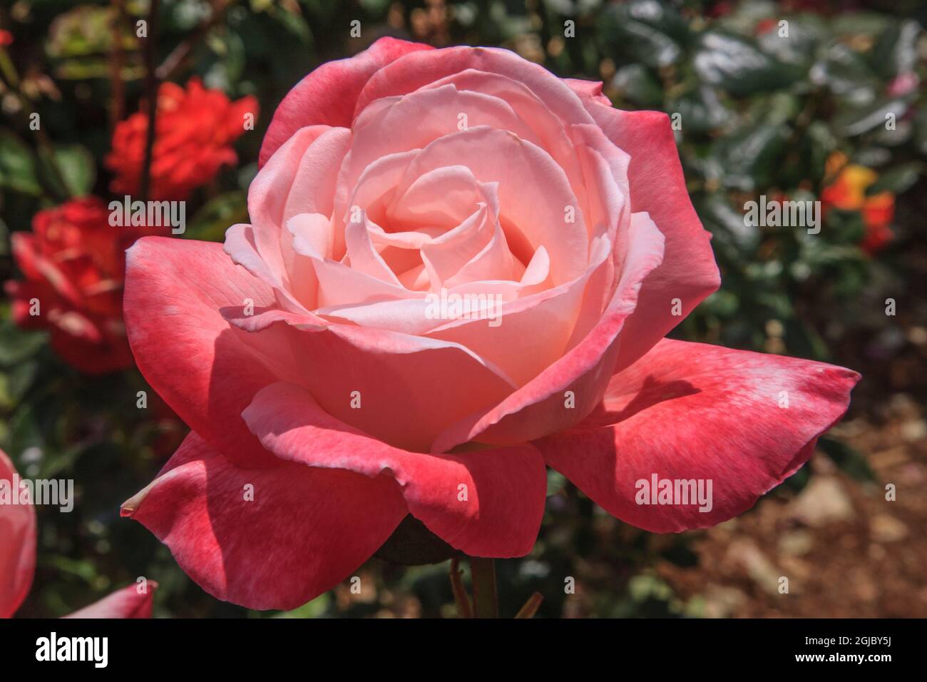 Large blooms hi-res stock photography and images - Alamy
