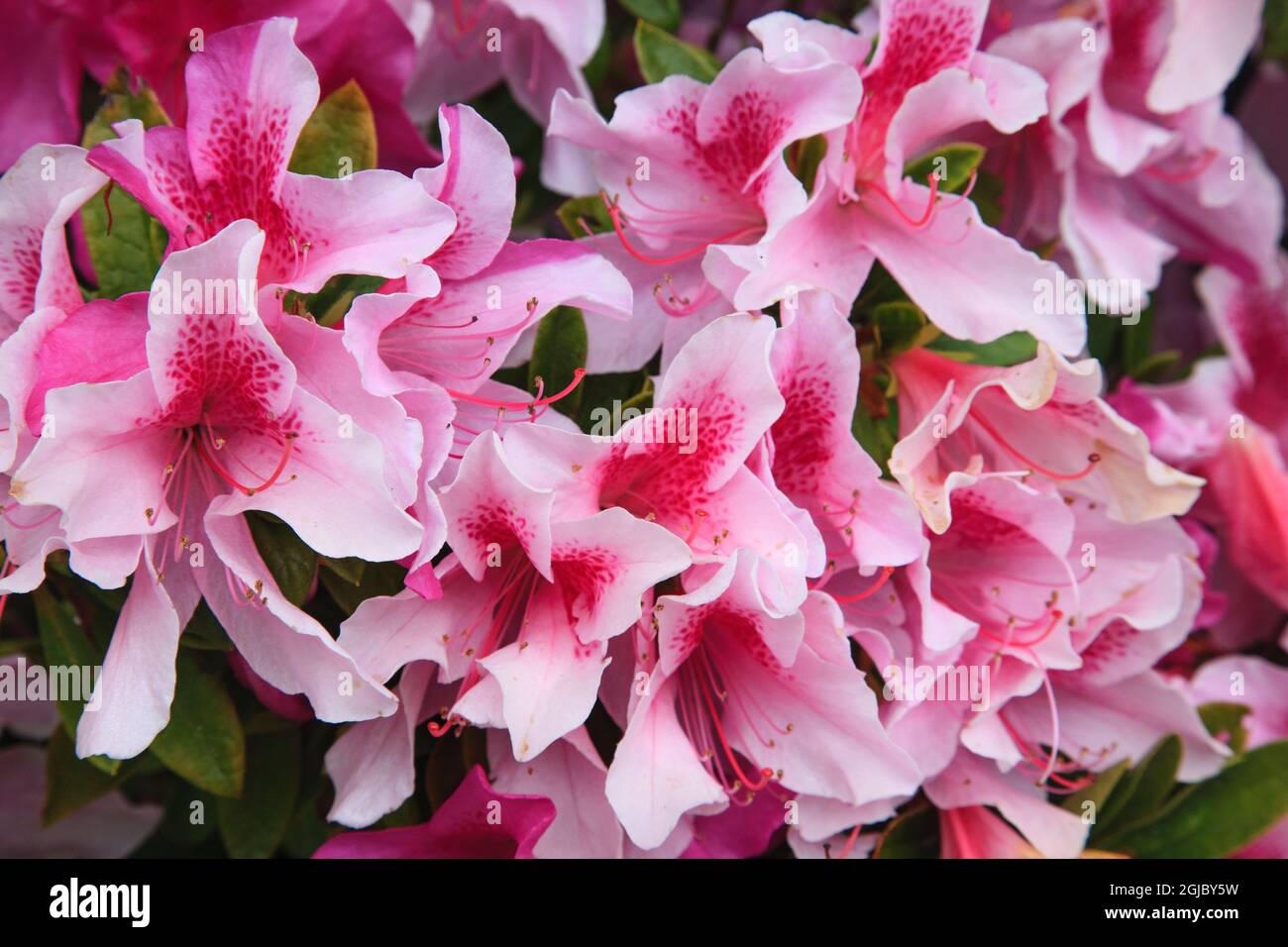 This azalea was named after George Lindley Tabor, Sr. in the 1880's in ...