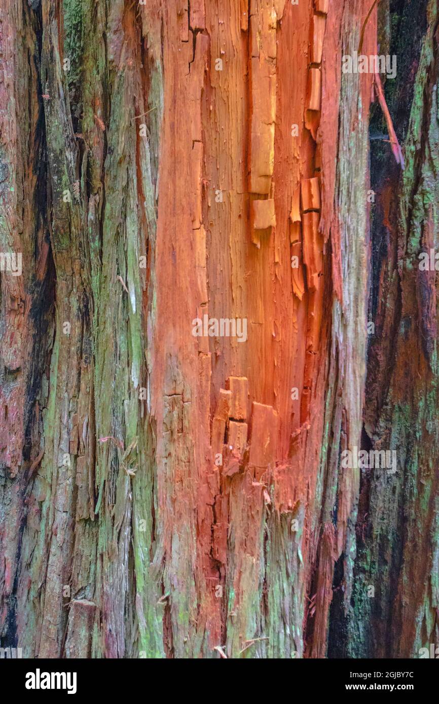 Detail of a western red cedar tree in Redwood National Park Stock Photo ...