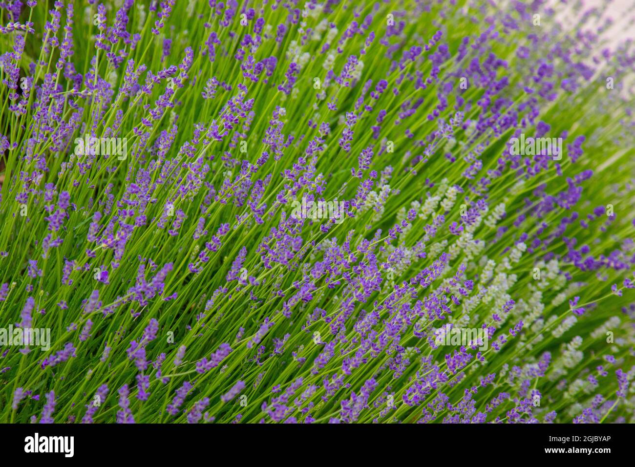 Lavandin hi-res stock photography and images - Alamy
