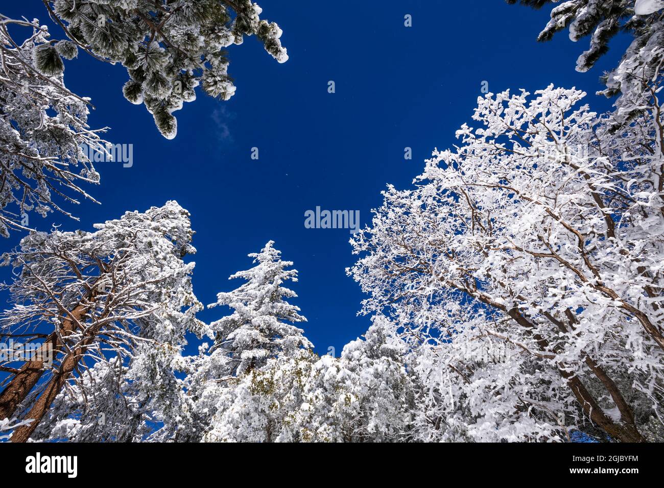 Snow dusted pines in the San Bernardino Mountains. San Bernardino ...