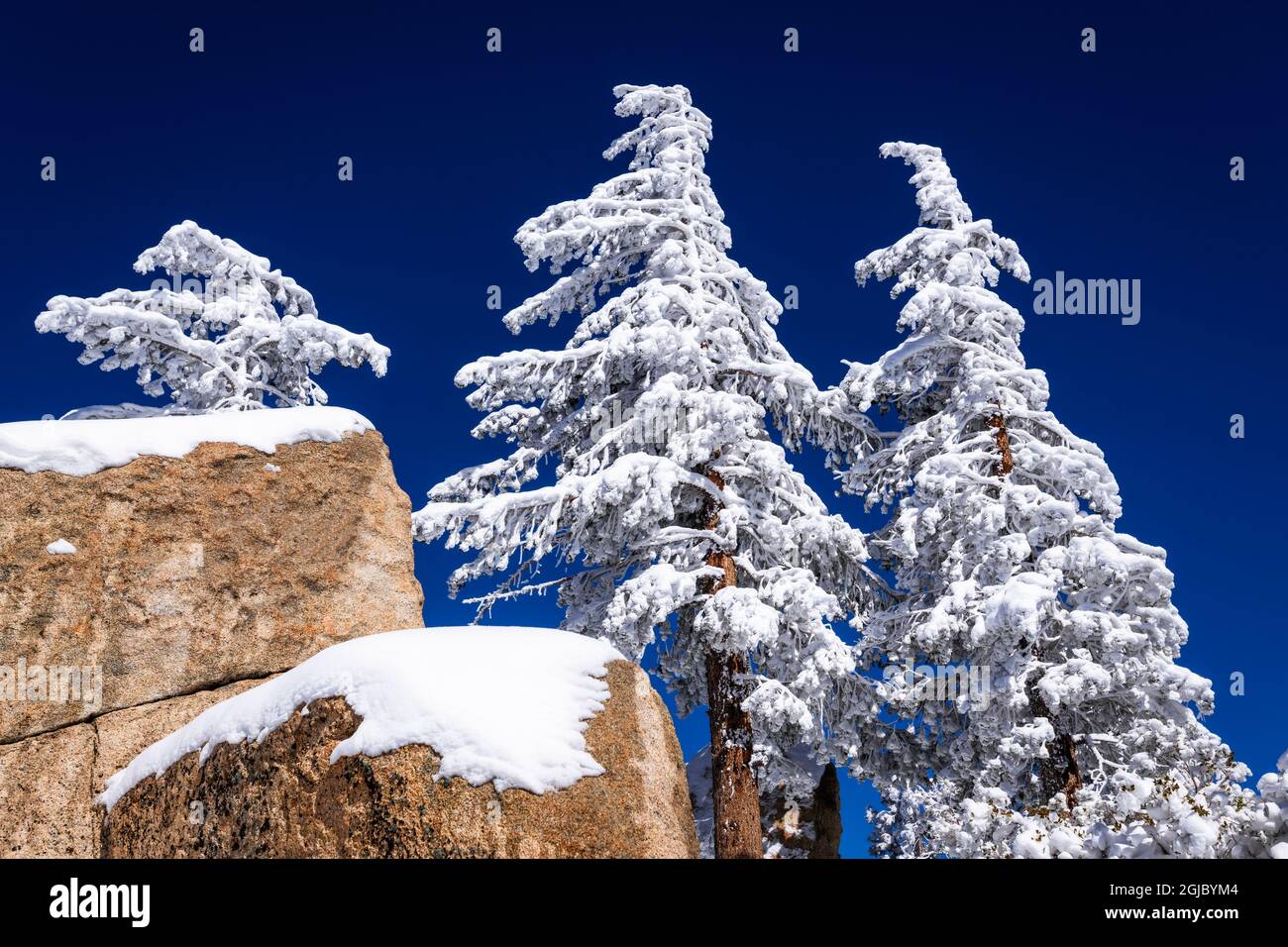 Snow covered pines and boulders in the San Bernardino Mountains. San ...