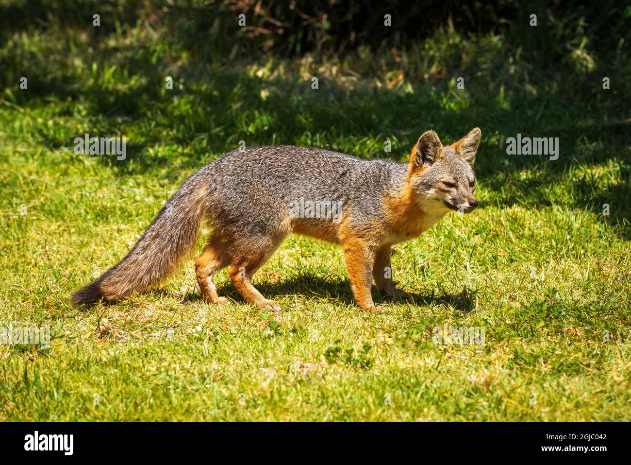Island Fox, Santa Cruz Island, Channel Islands National Park ...