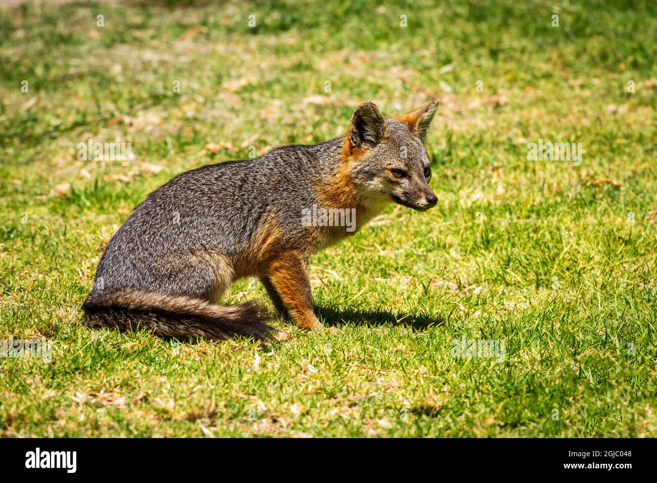 Island Fox, Santa Cruz Island, Channel Islands National Park ...