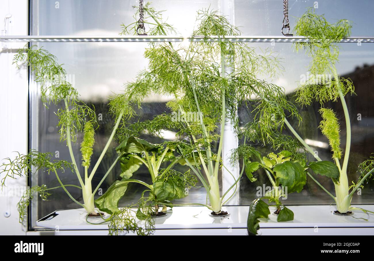 Hydroponics is a subset of hydroculture, which is a method of growing ...
