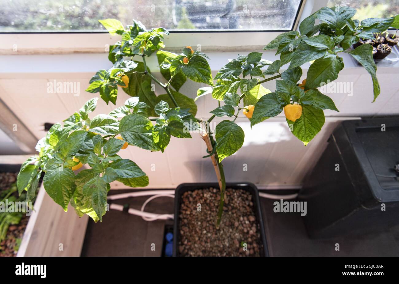 Hydroponics is a subset of hydroculture, which is a method of growing ...