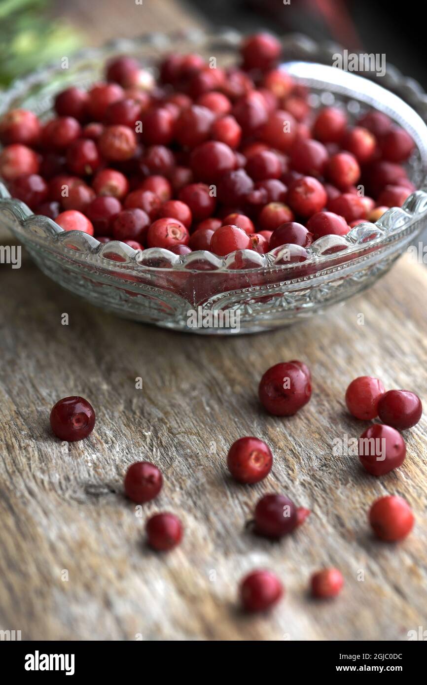 Lingonberry bowl Foto: Janerik Henriksson / TT / kod 10010 Stock Photo ...