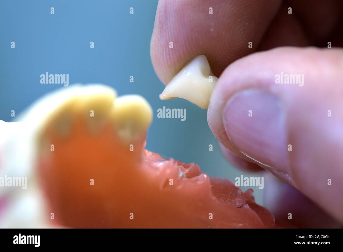 Teath hi-res stock photography and images - Alamy