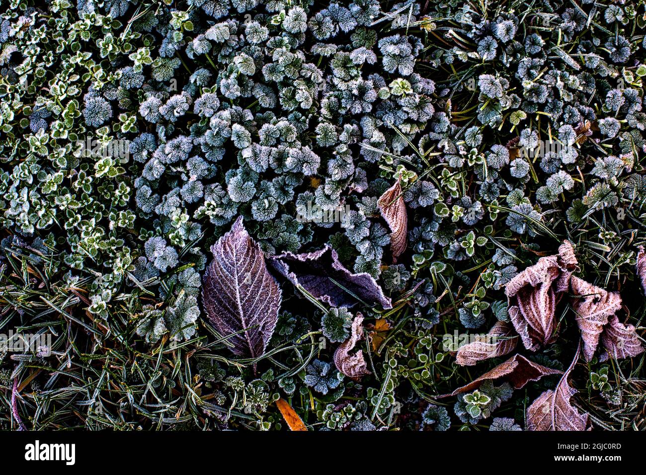 frost on lawn grass leaf cold weather climate Foto Hussein El-alawi ...