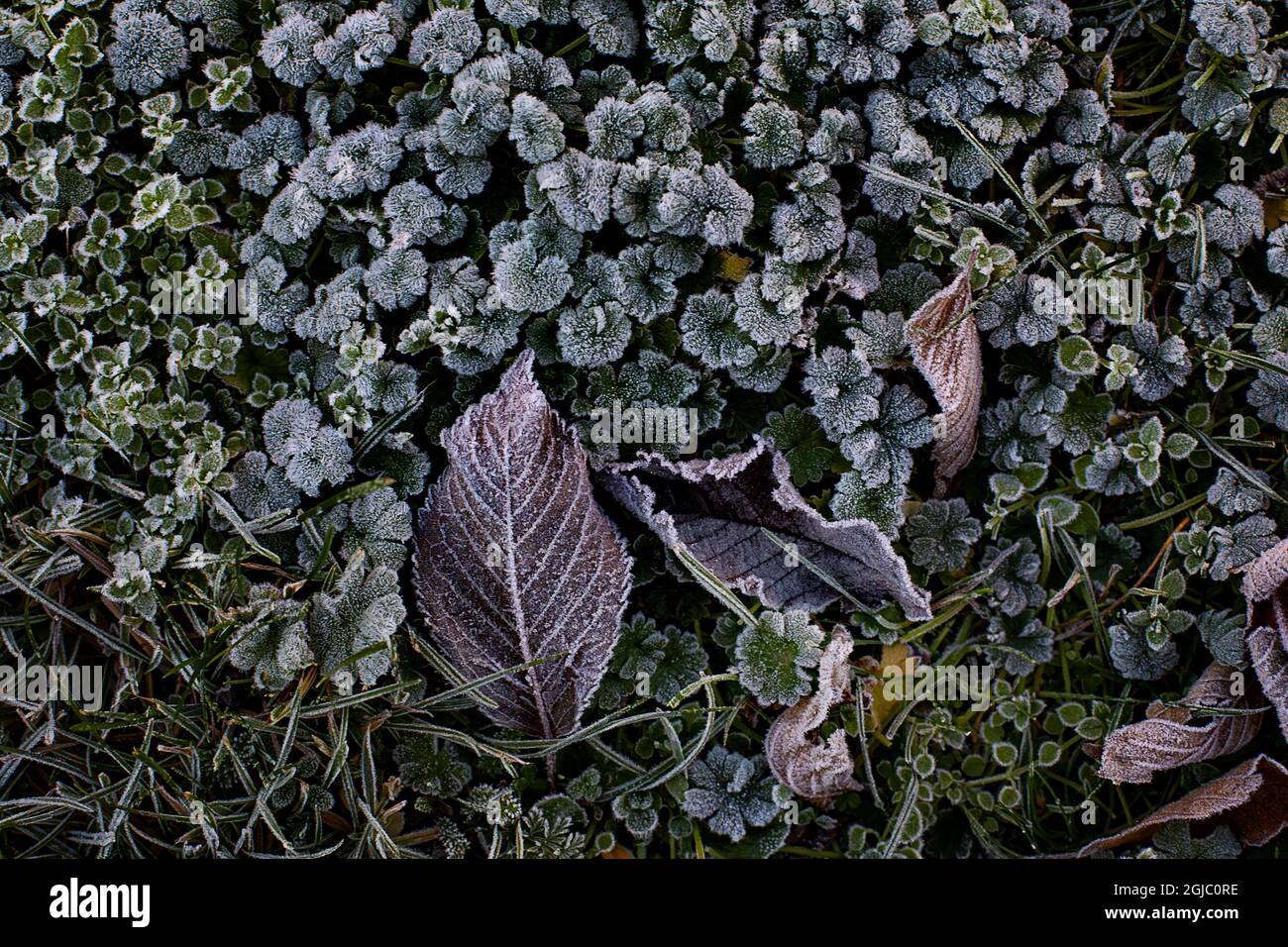 frost on lawn grass leaf cold weather climate Foto Hussein El-alawi ...