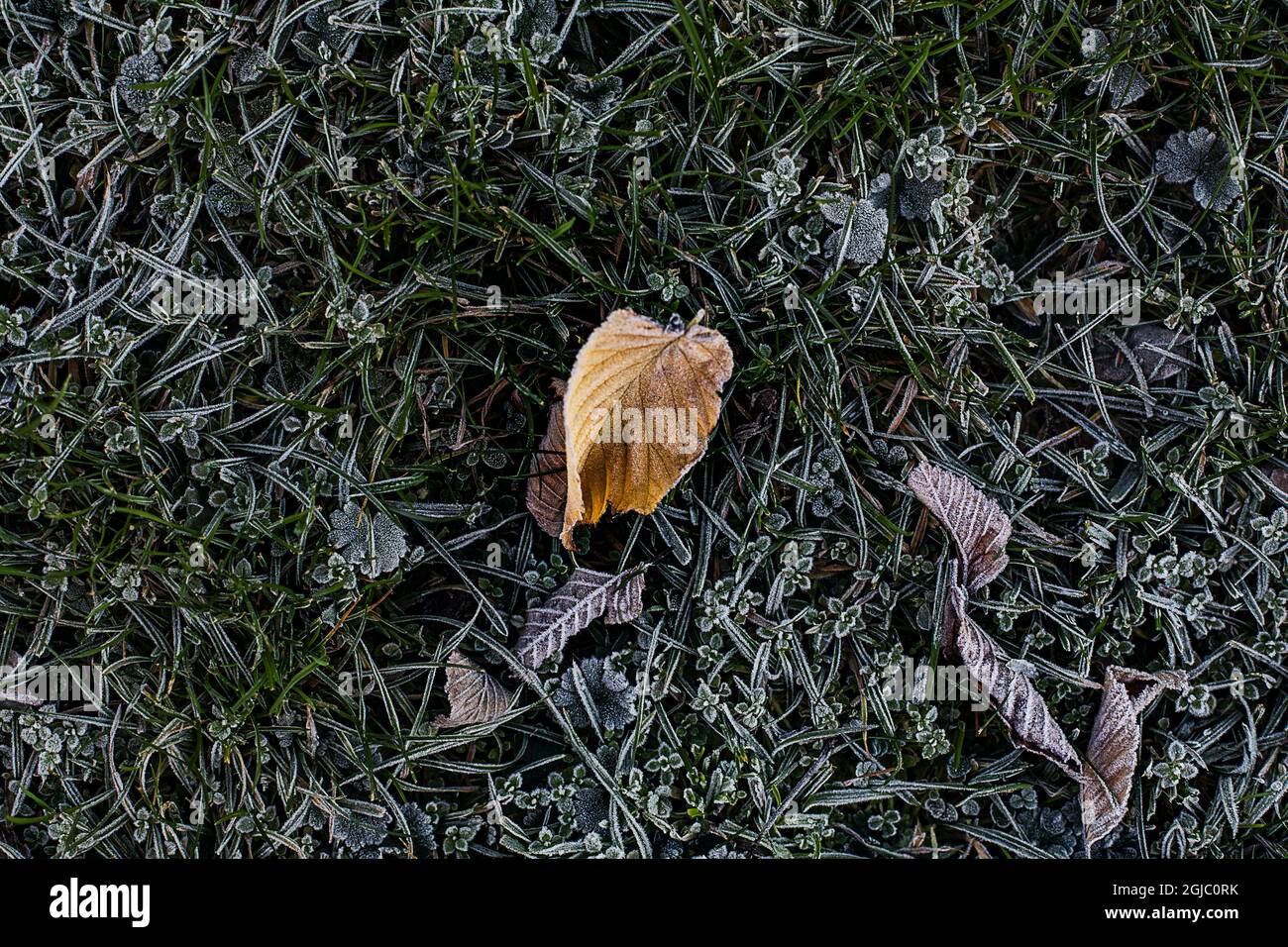 frost on lawn grass leaf cold weather climate Foto Hussein El-alawi ...