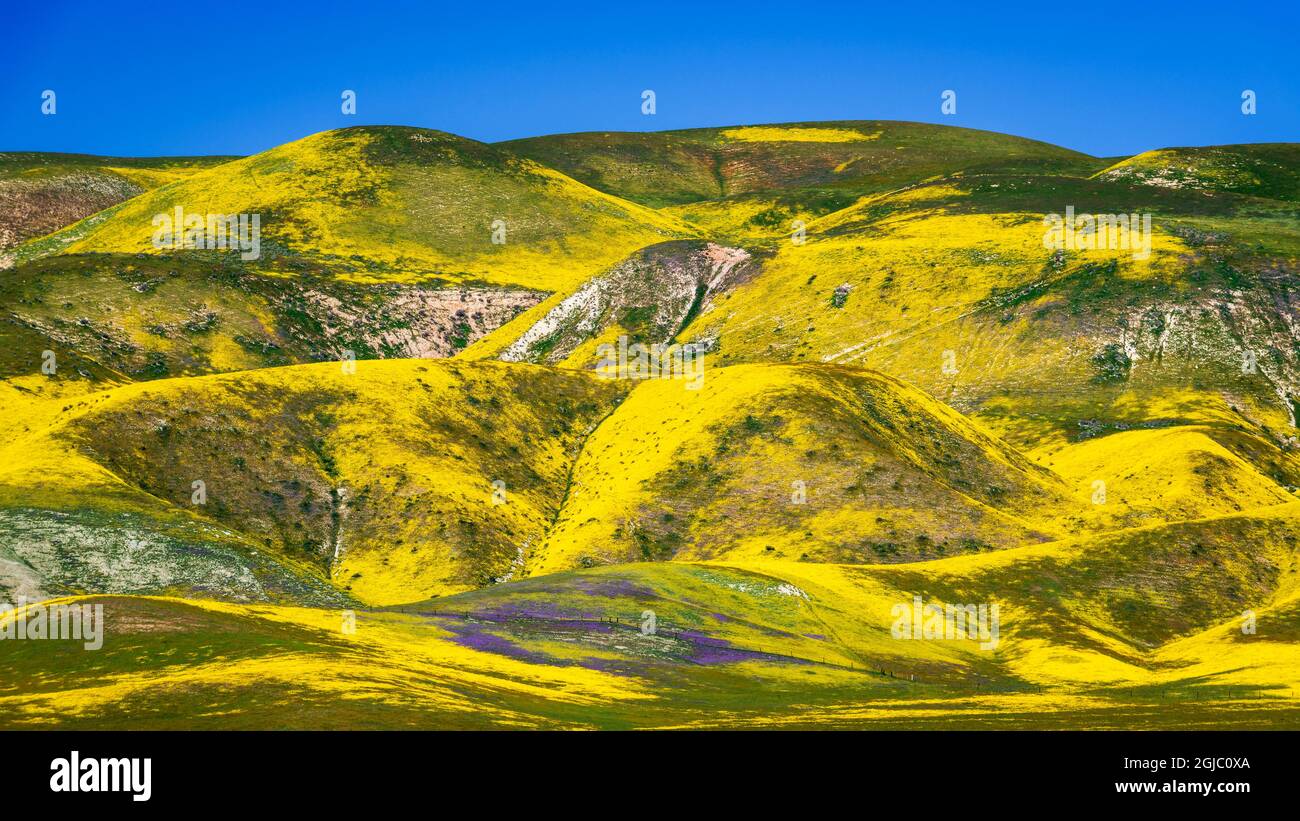 Wildflowers in the Temblor Range, Carrizo Plain National Monument ...