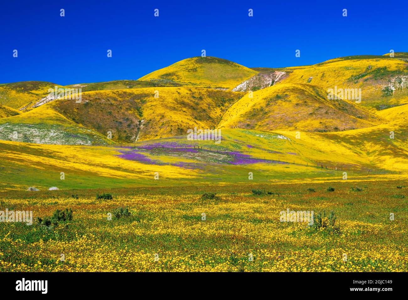 Wildflowers in the Temblor Range, Carrizo Plain National Monument ...