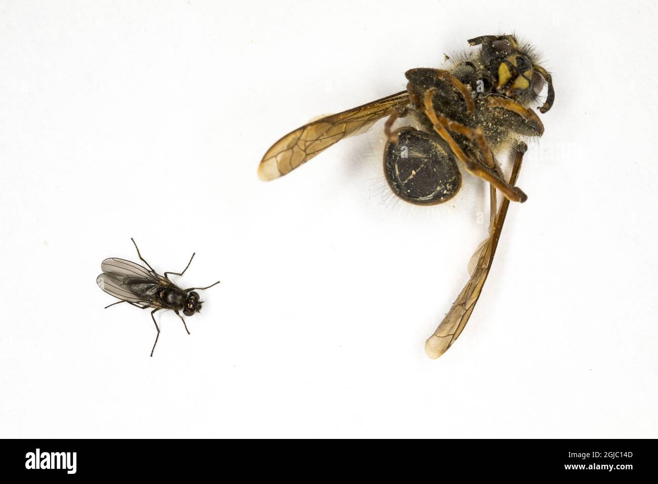 dead bees, wasps and other insects pollination animals nature Foto ...