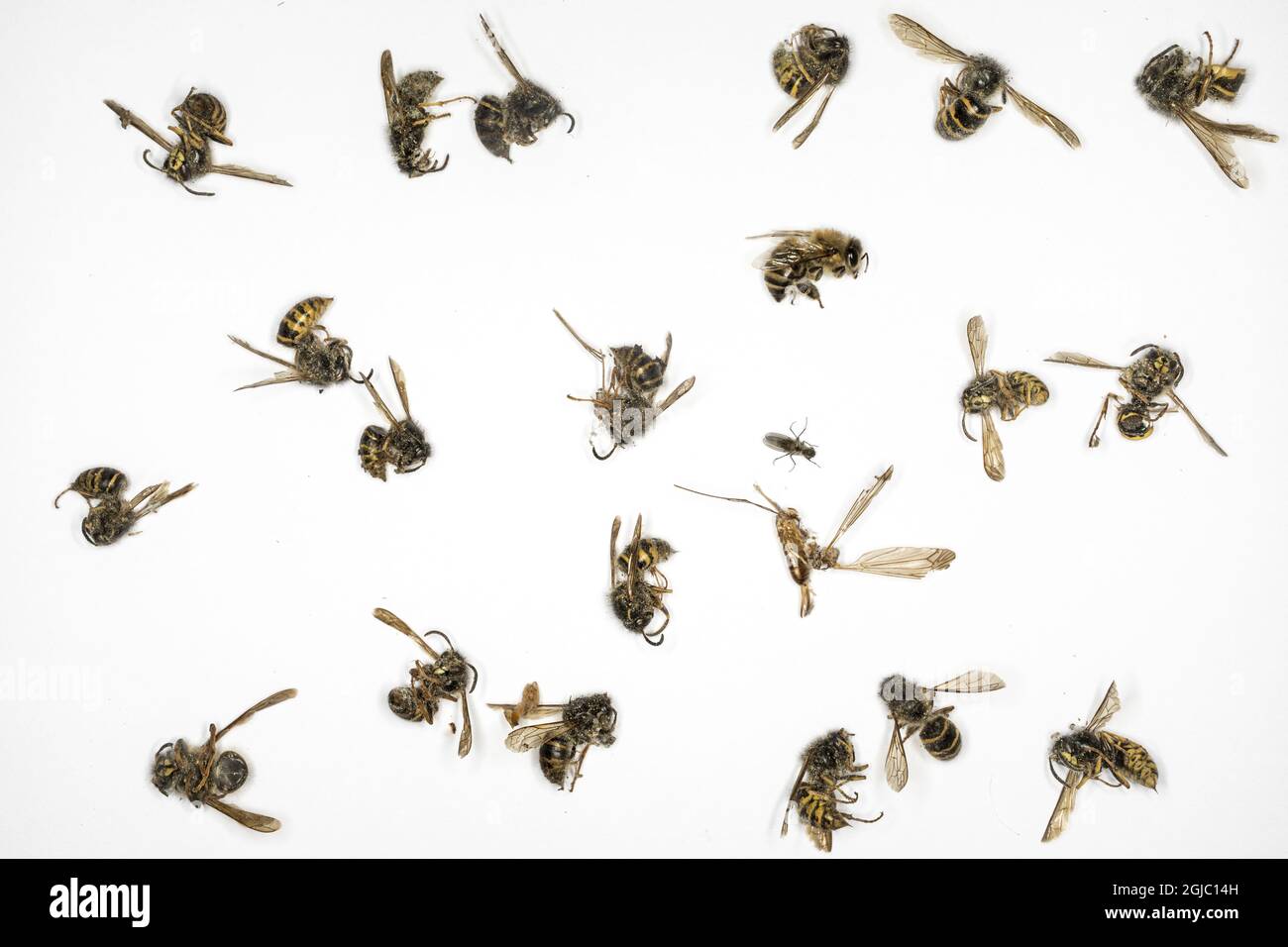 dead bees, wasps and other insects pollination animals nature Foto ...