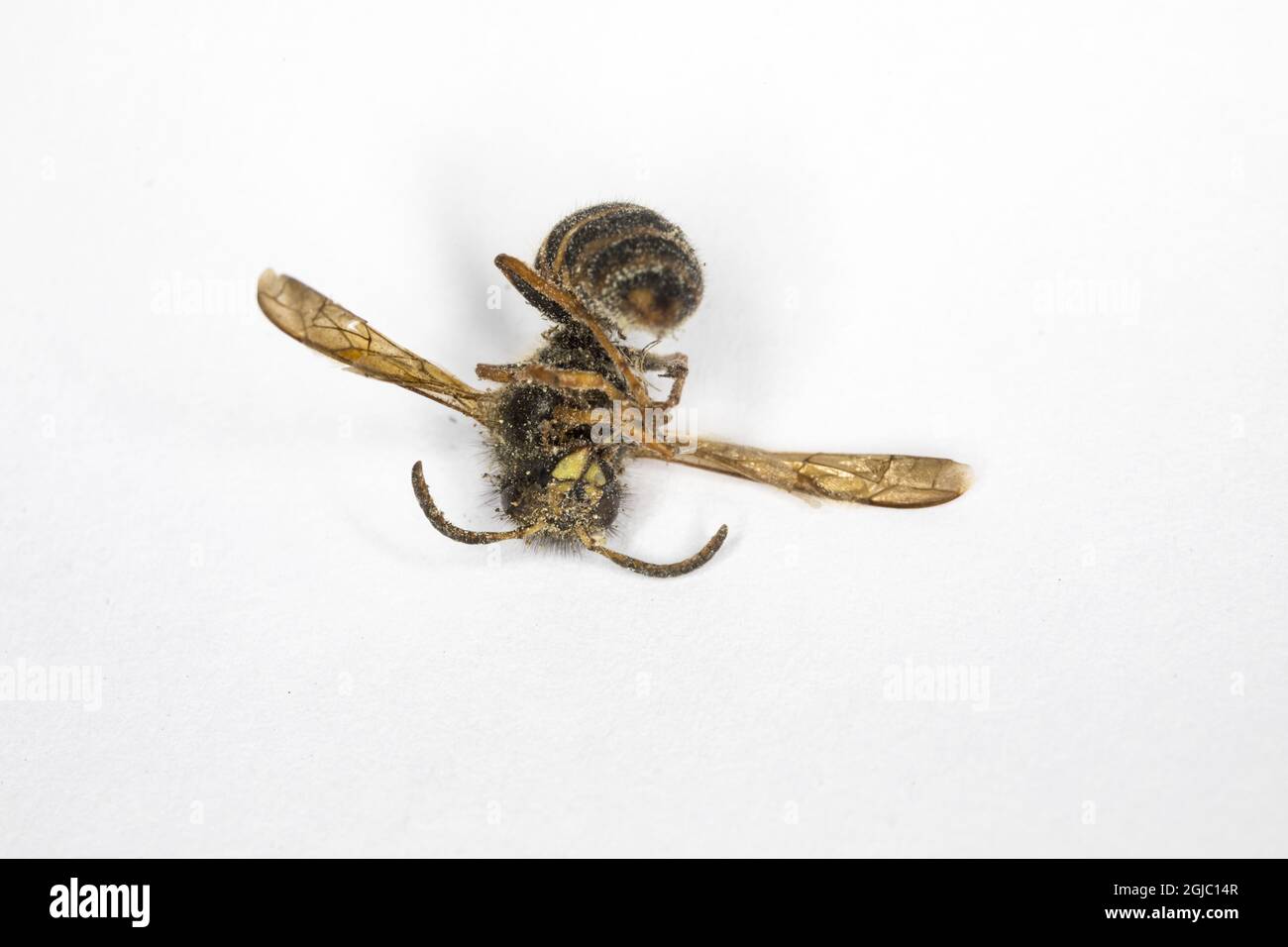 dead bees, wasps and other insects pollination animals nature Foto ...