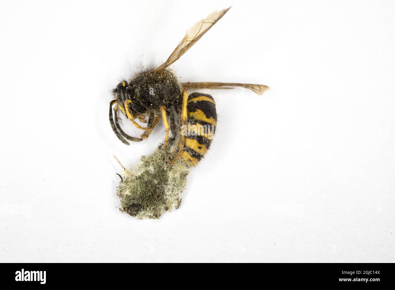 dead bees, wasps and other insects pollination animals nature Foto ...