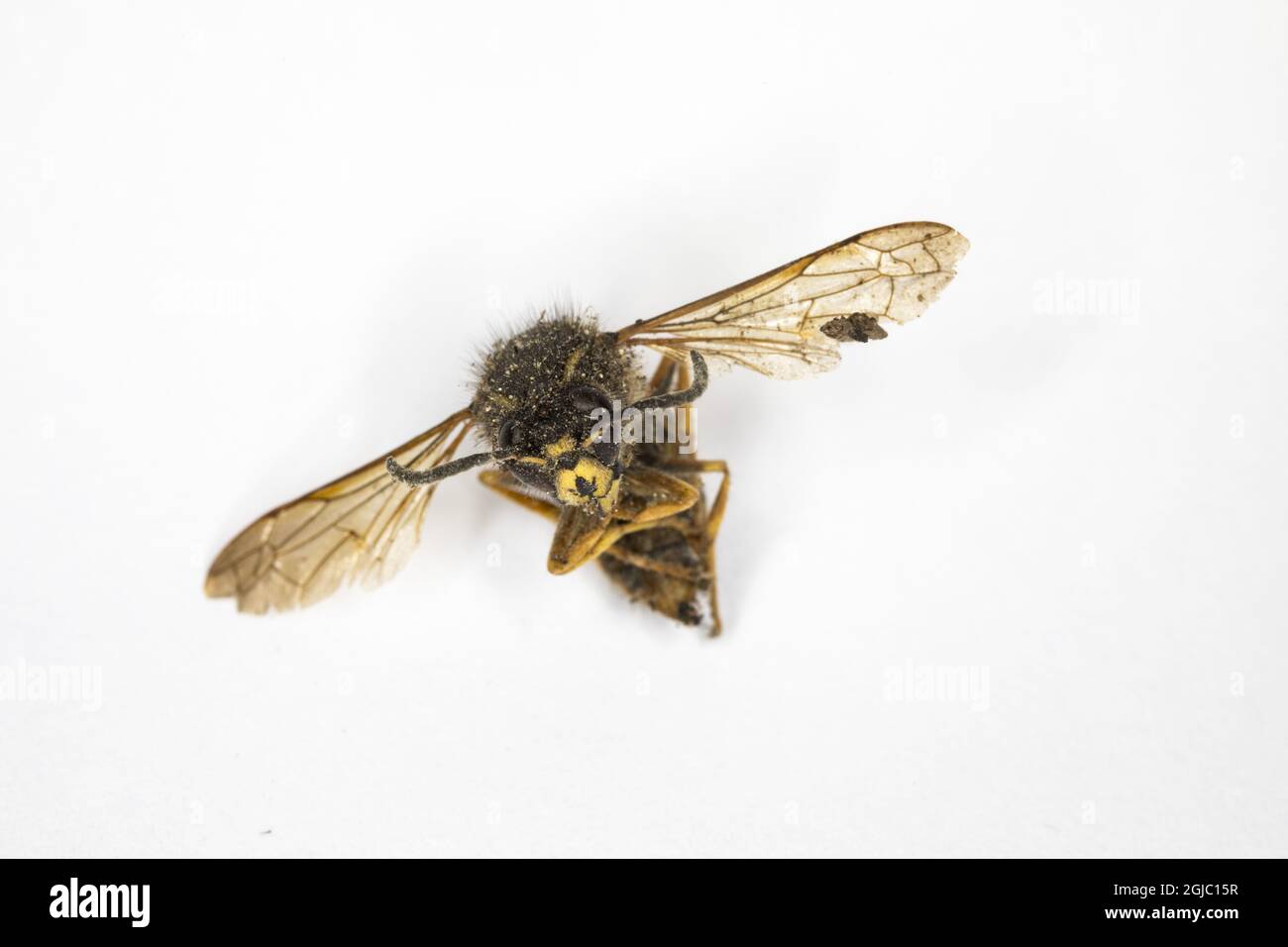 dead bees, wasps and other insects pollination animals nature Foto ...