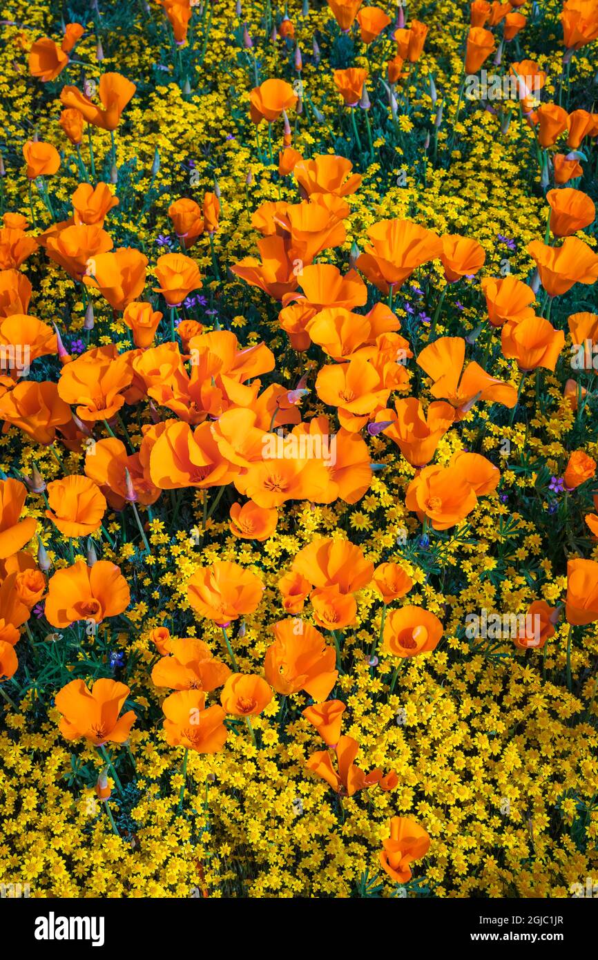 California Poppies and Goldfield, Antelope Valley, California, USA ...