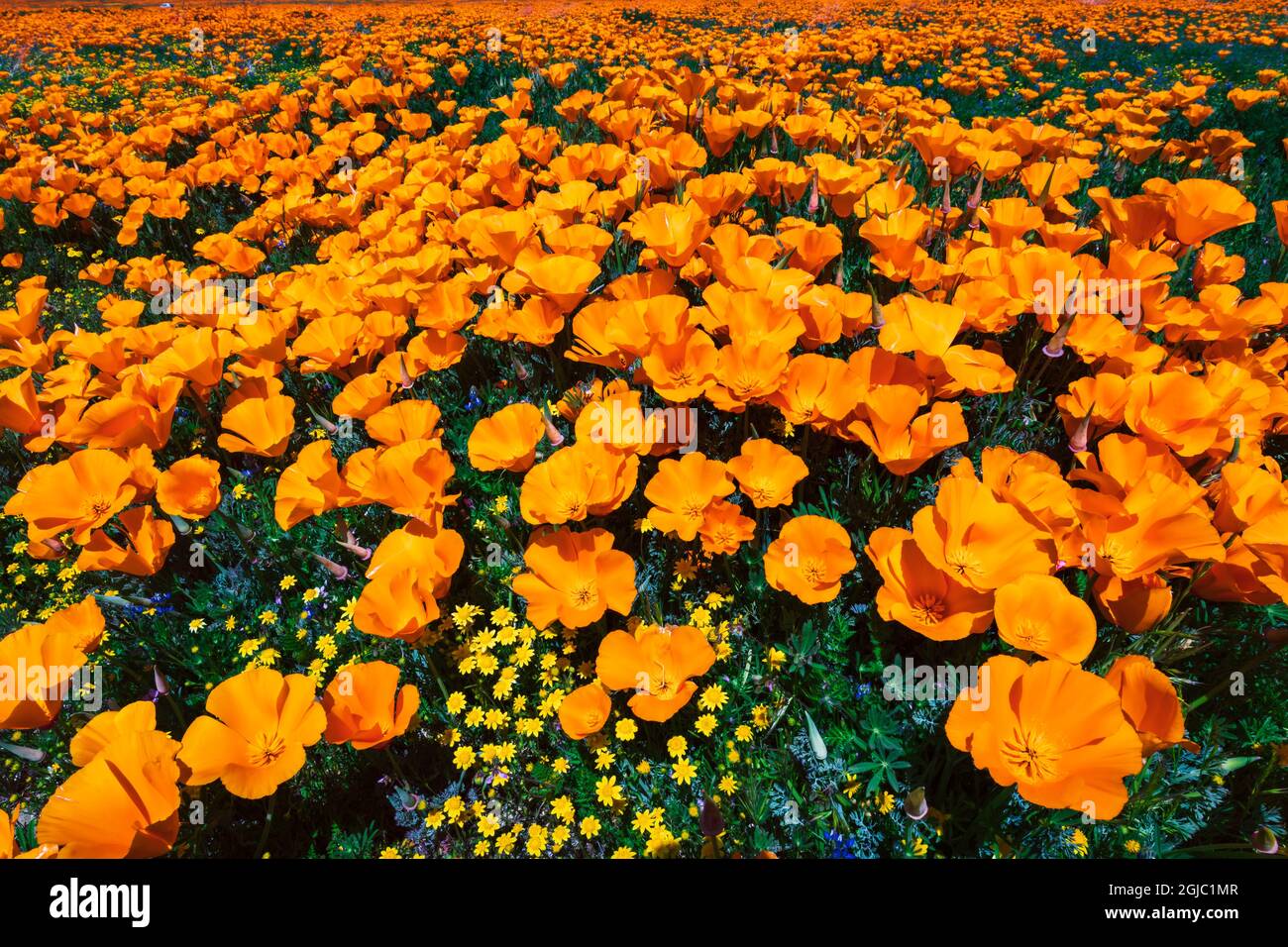 California Poppies and Goldfield, Antelope Valley, California, USA ...
